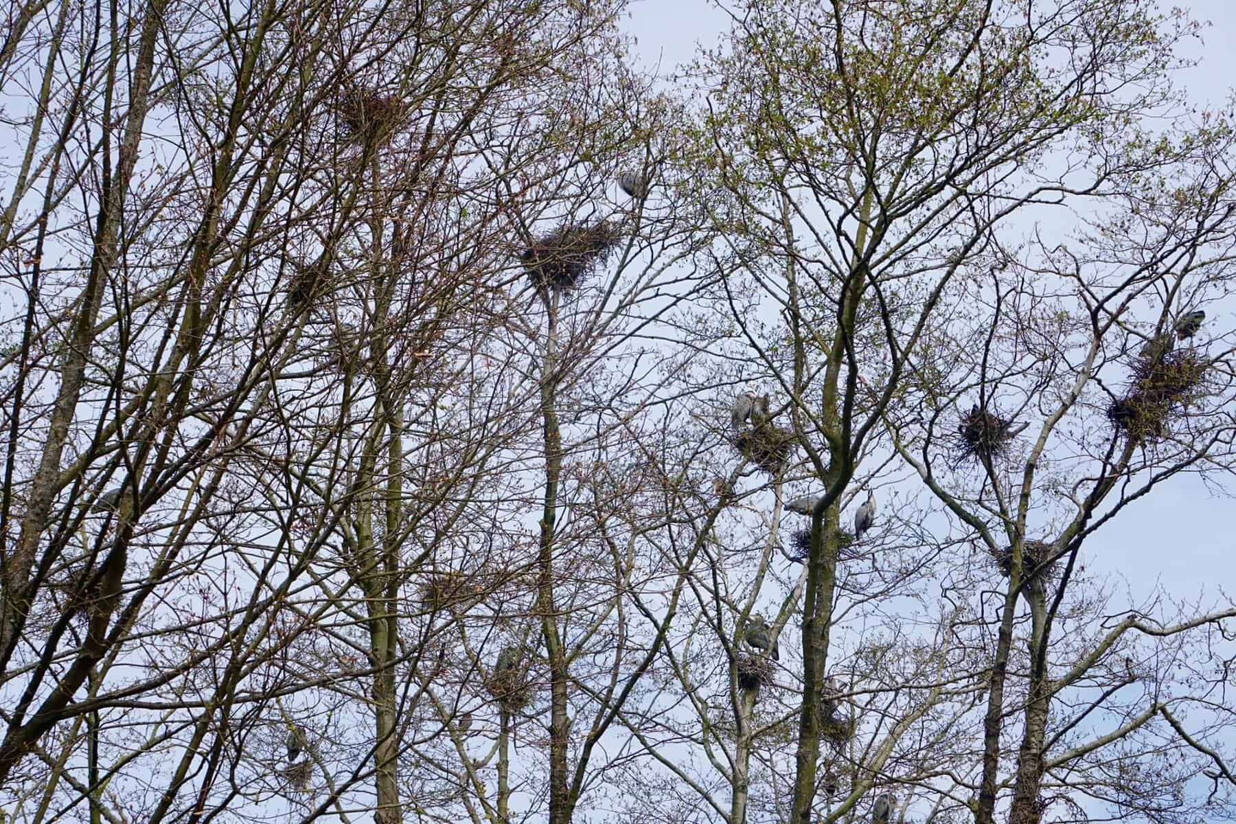 Heron nesting season in full swing at Commodore Park - My Ballard