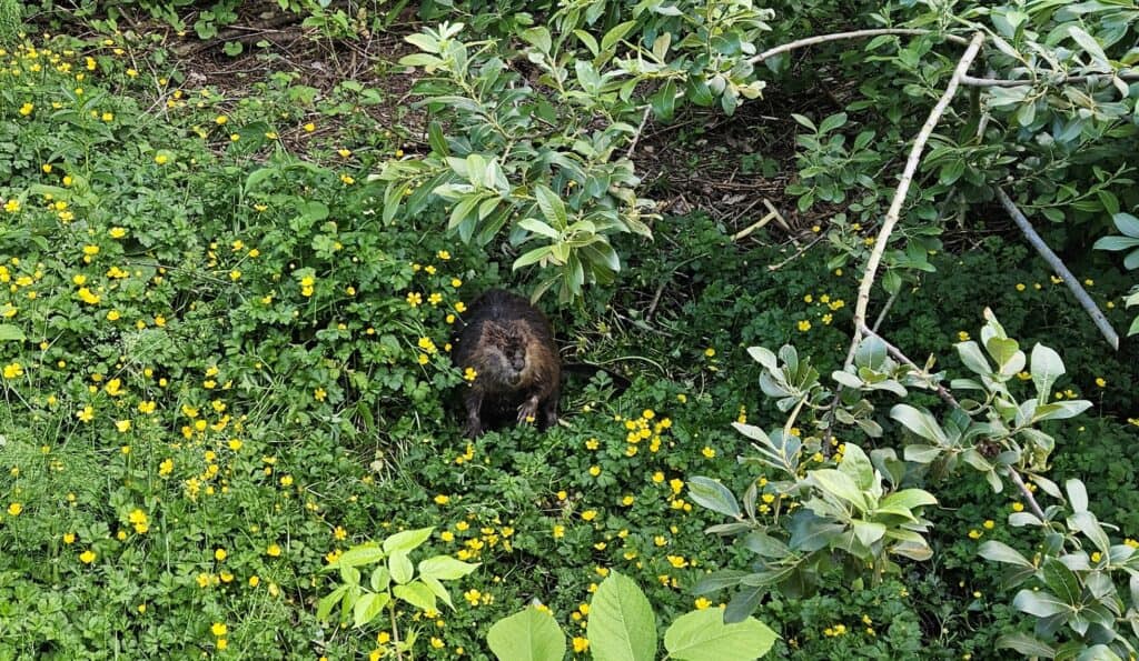 Beaver spotted at the Ballard Locks