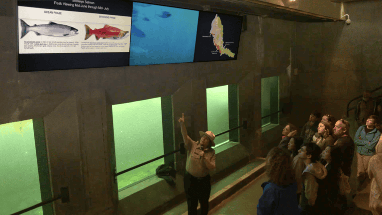 New video displays installed at Ballard Locks Fish Ladder - My Ballard